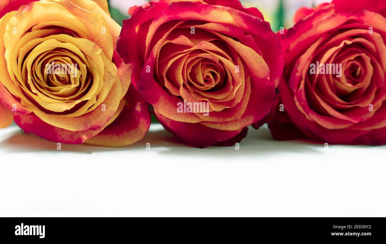 three red and yellow roses on a light wooden background with copy space ...