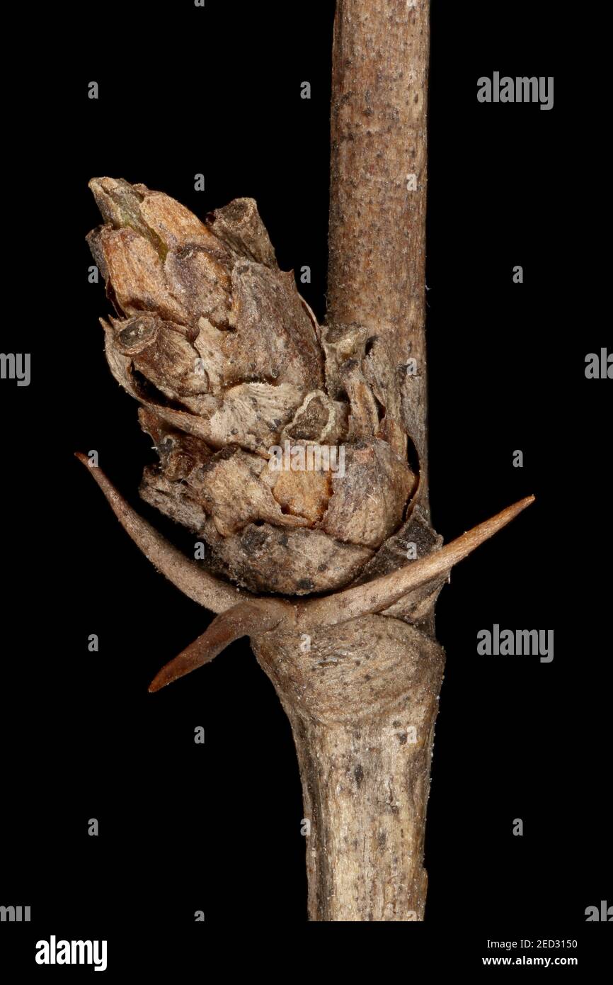 Lateral Bud High Resolution Stock Photography and Images - Alamy