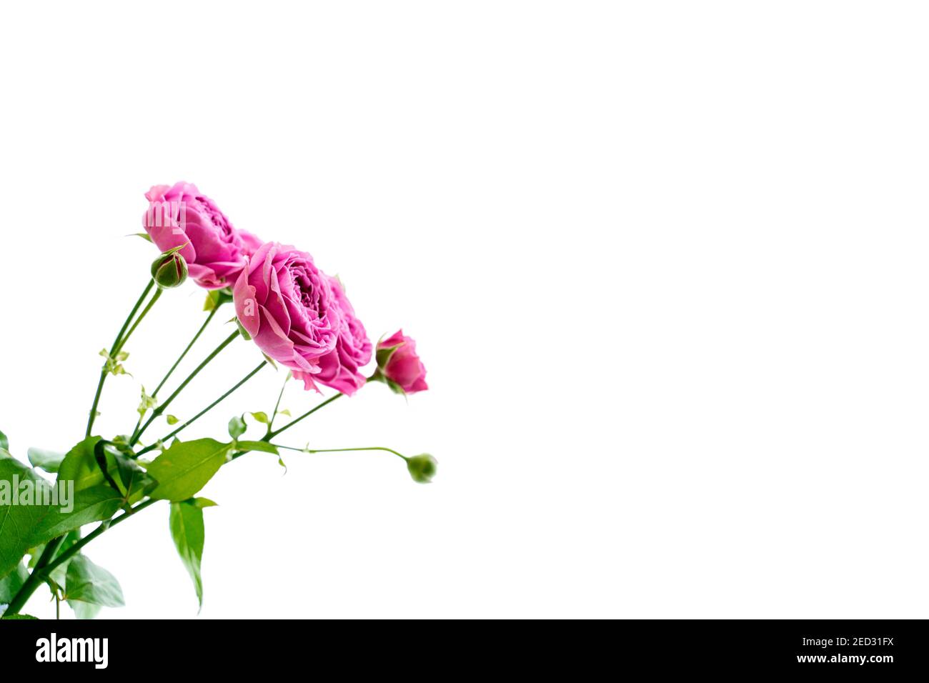sprig of pink rose, isolate on white background Stock Photo - Alamy