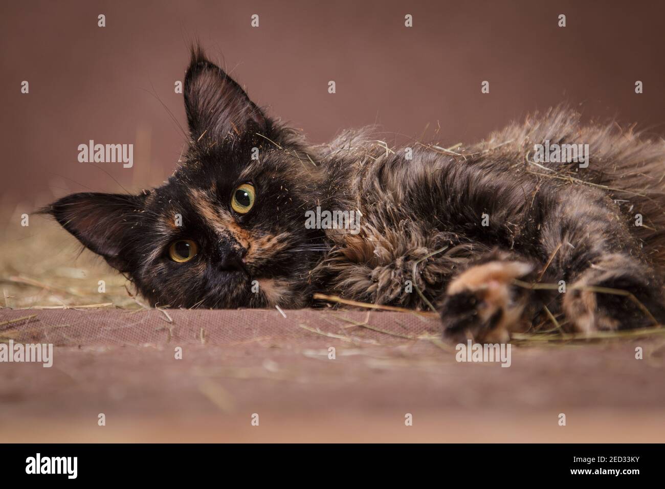 Brown tortoiseshell cat of Maine Coon breed is lying on the hay on a ...
