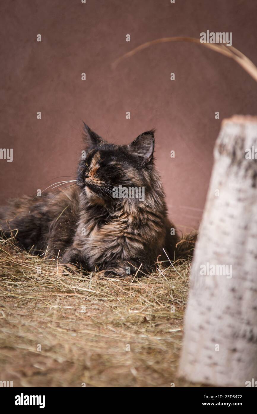 Brown tortoiseshell cat of Maine Coon breed in country setting indoors ...