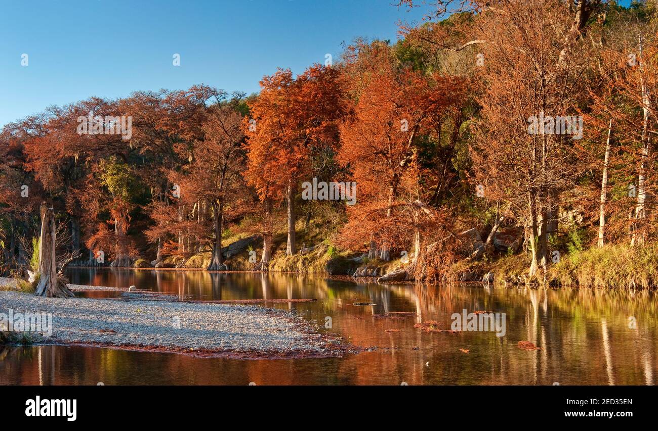 Bald cypress trees along the river, in fall foliage, Guadalupe River ...