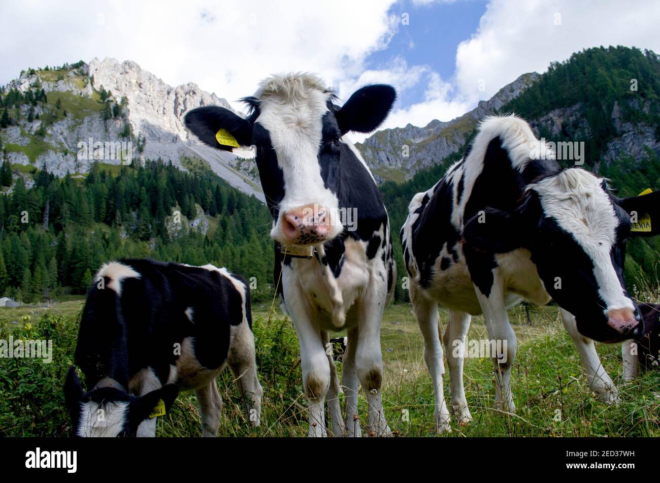 mucche al pascolo nei monti di forni di sopra Stock Photo - Alamy