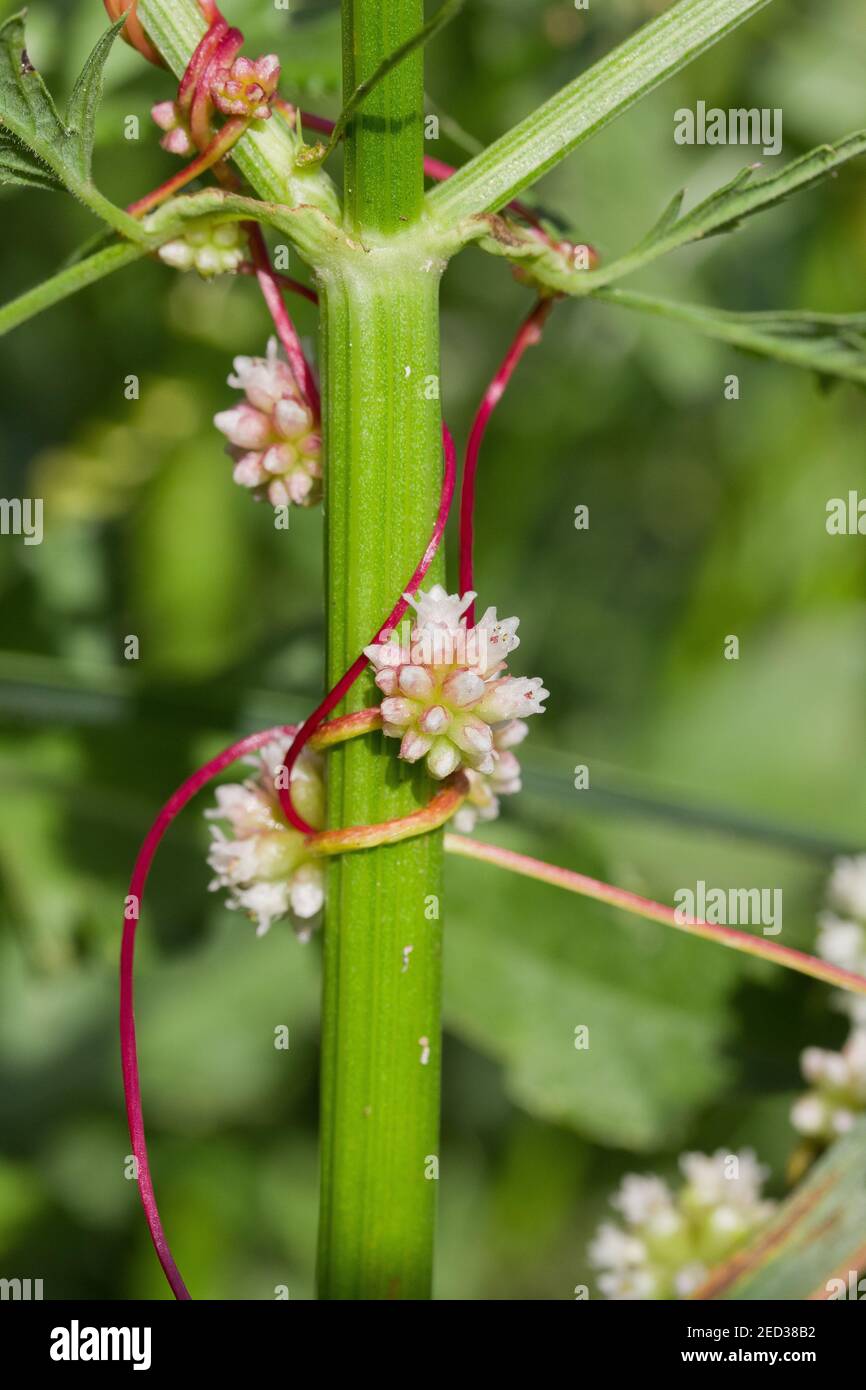 European greater dodder on a wild meadow in Finland (Cuscuta europaea ...