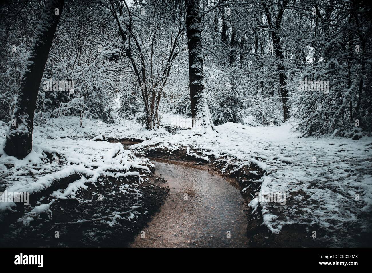 Season christmas winter scenes fir hi-res stock photography and images ...