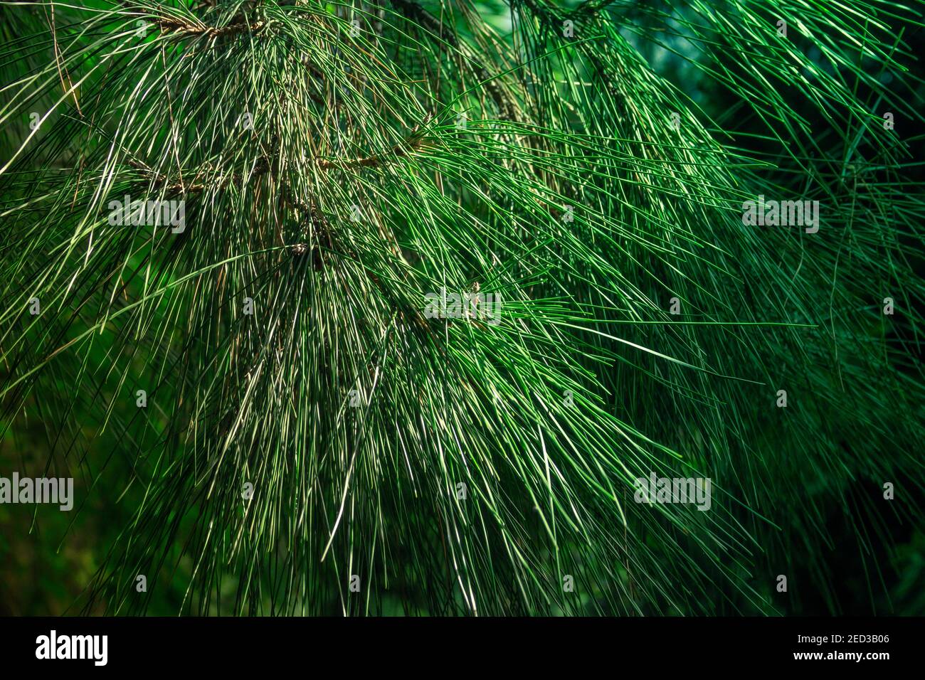 Pine tree leaves hi-res stock photography and images - Alamy