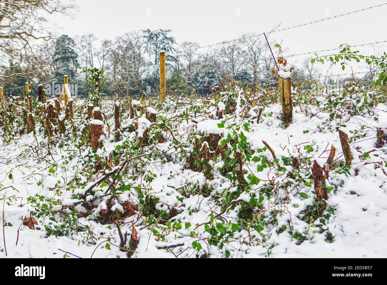 Cut beech hedge hi-res stock photography and images - Alamy