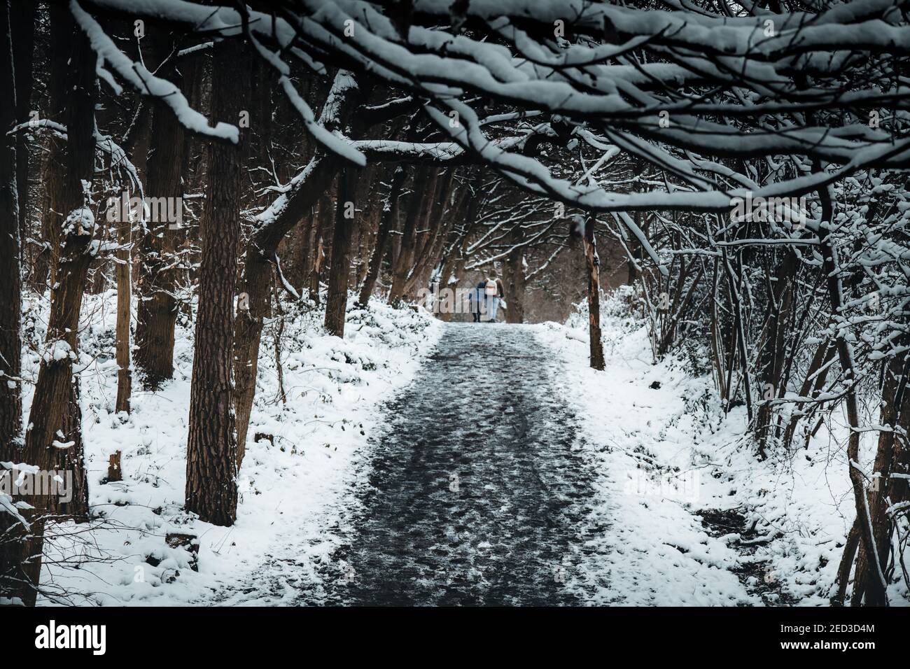 Season christmas winter scenes fir hi-res stock photography and images ...