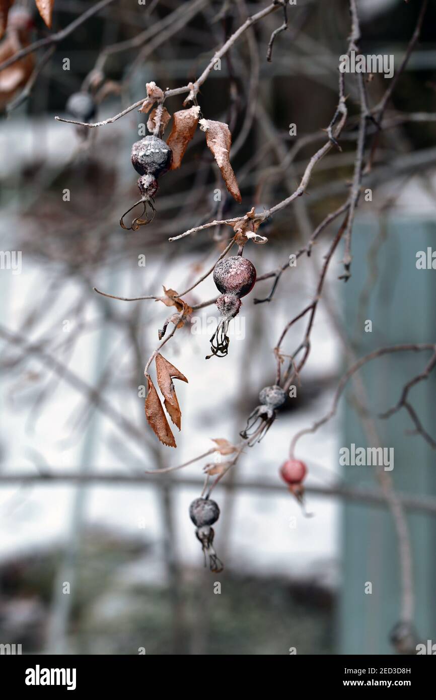 Frozen rose hip aka dog rose aka wild rose berries with hoarfrost and ...