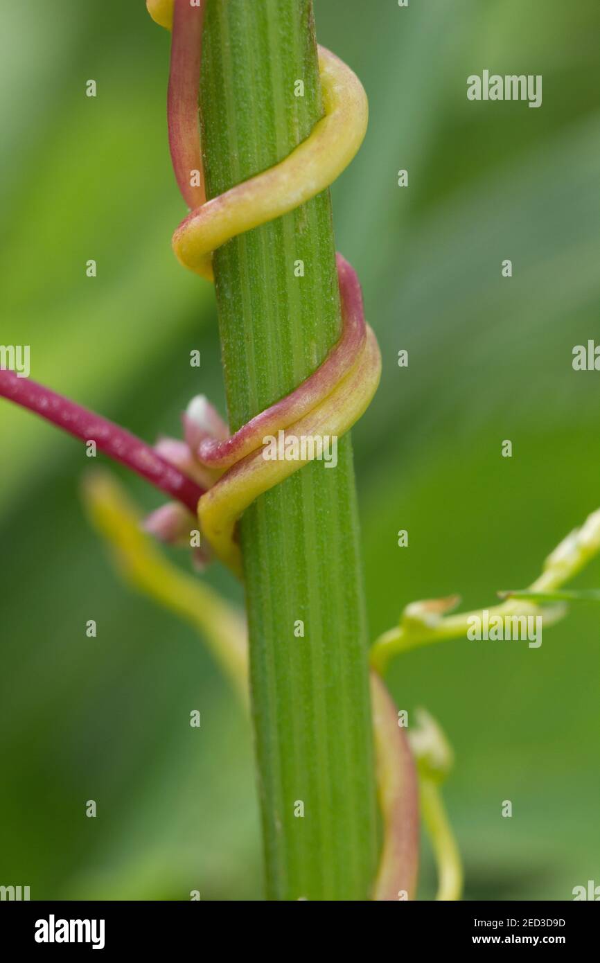 European greater dodder on a wild meadow in Finland (Cuscuta europaea ...