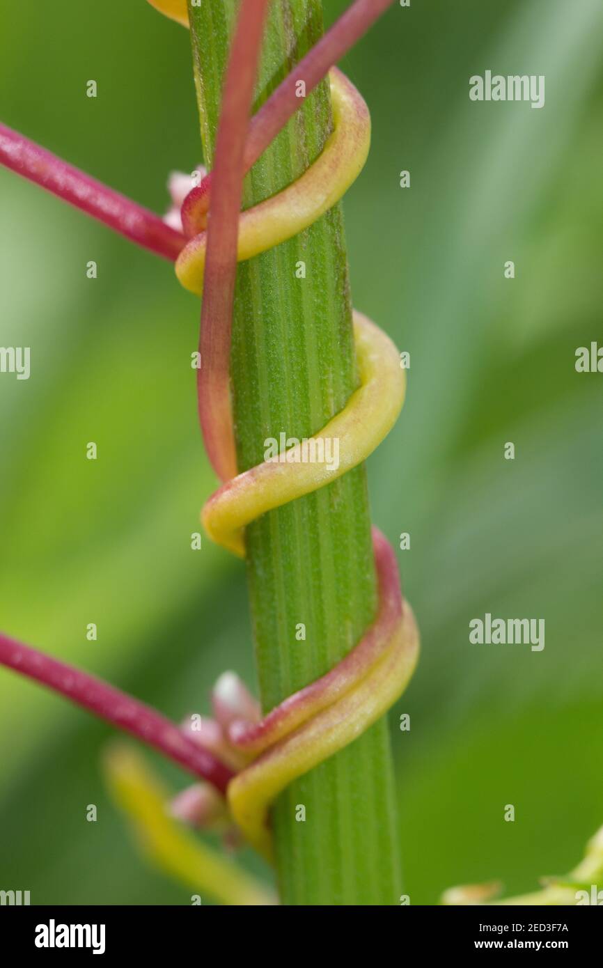 European greater dodder on a wild meadow in Finland (Cuscuta europaea ...