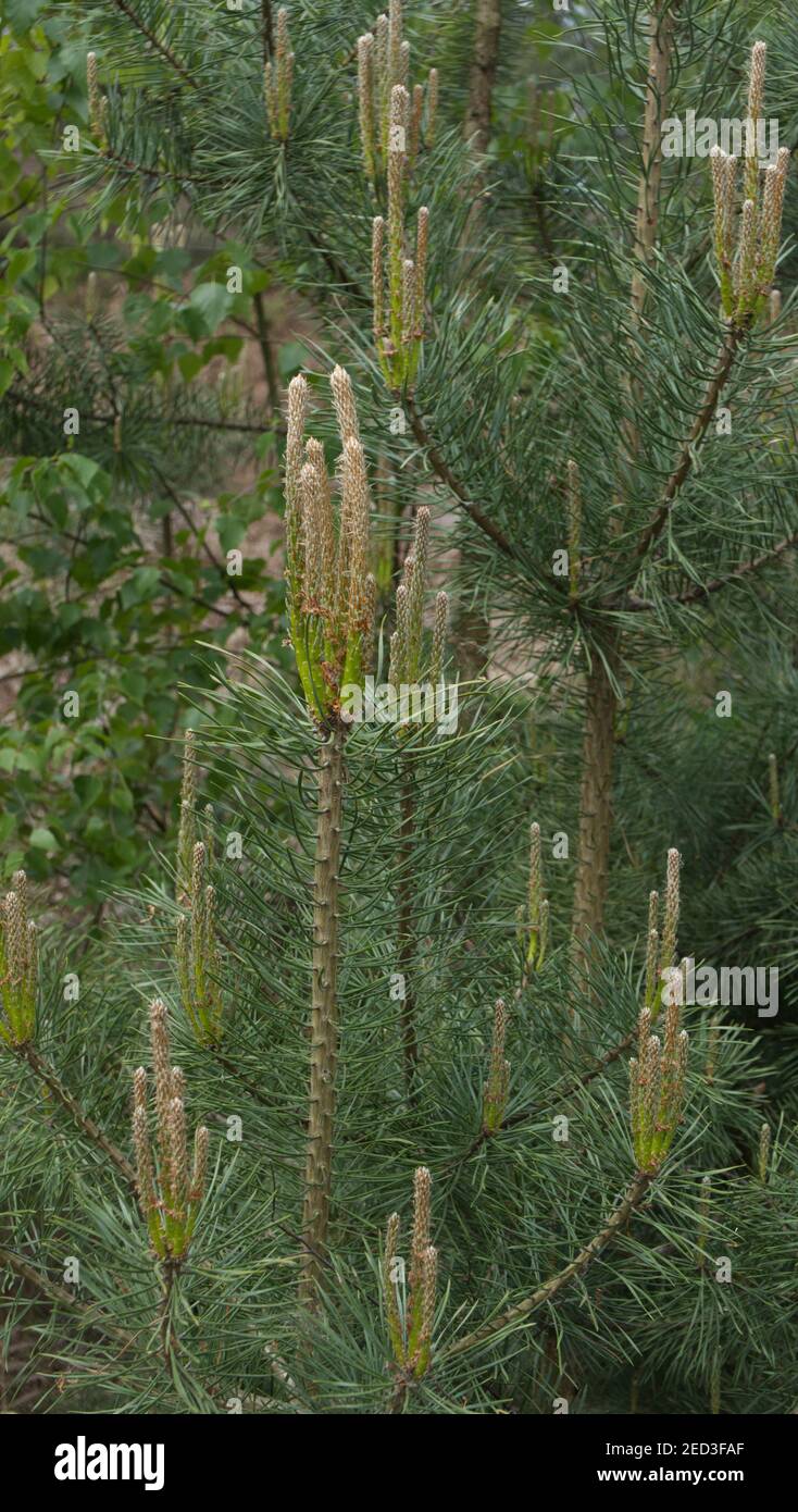 Pinus sylvestris, Scots pine Stock Photo - Alamy