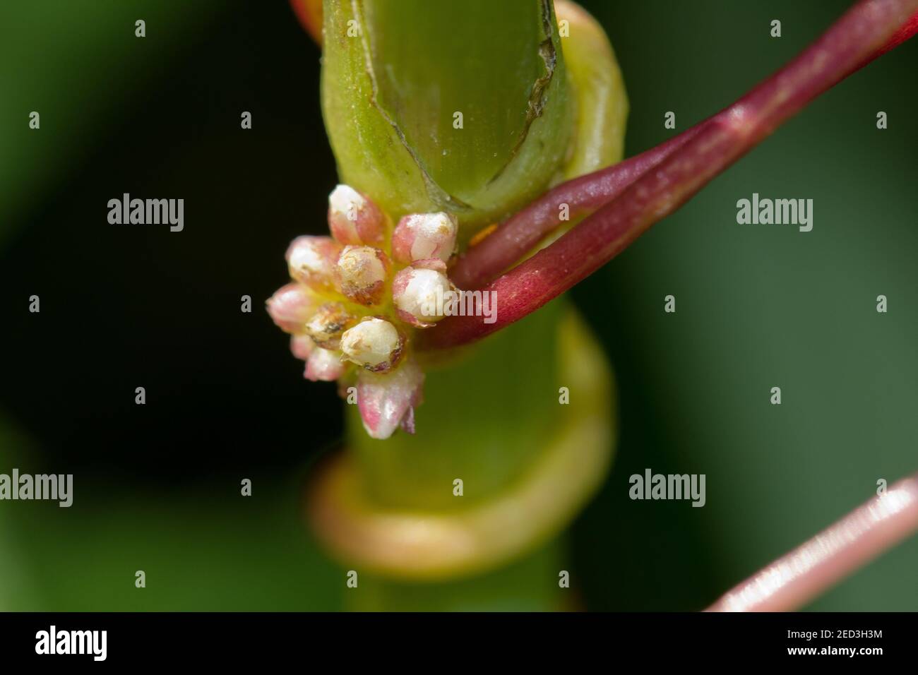 European greater dodder on a wild meadow in Finland (Cuscuta europaea ...