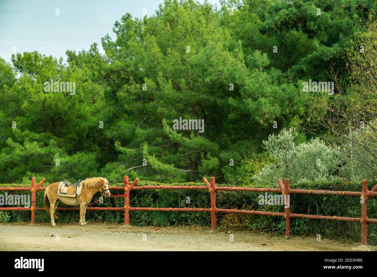 Tied horse at fence hi-res stock photography and images - Alamy