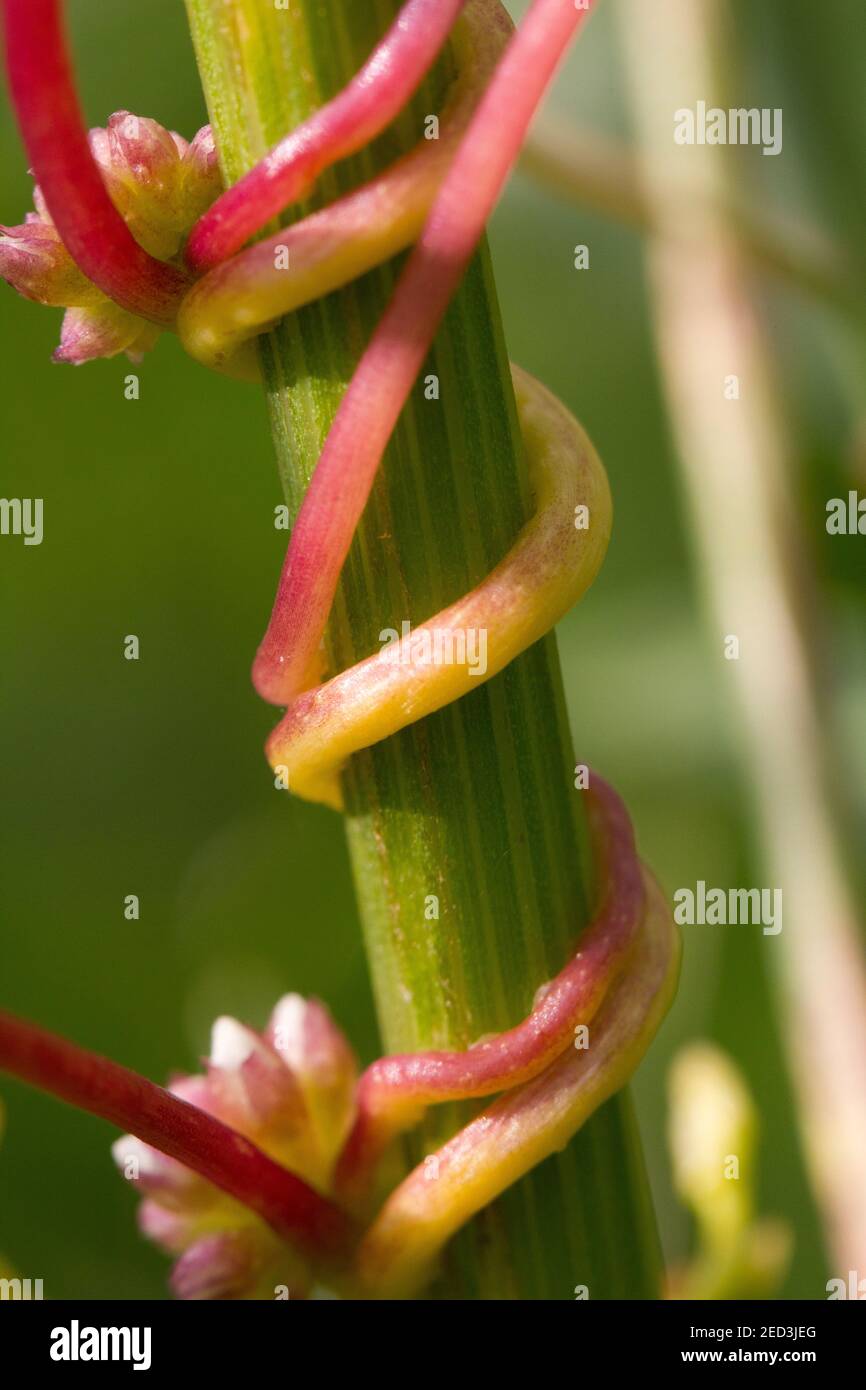 European greater dodder on a wild meadow in Finland (Cuscuta europaea ...