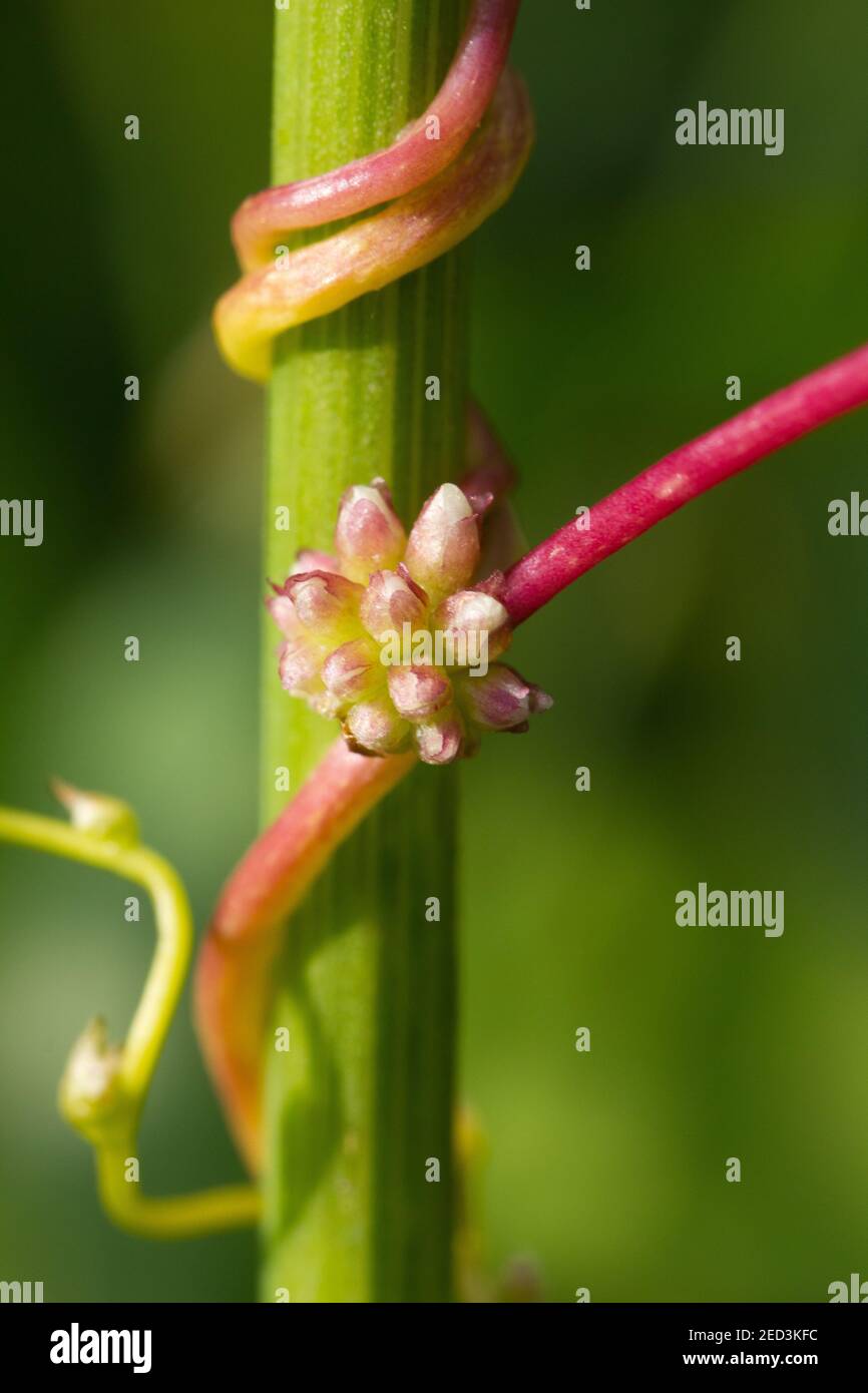 European greater dodder on a wild meadow in Finland (Cuscuta europaea ...