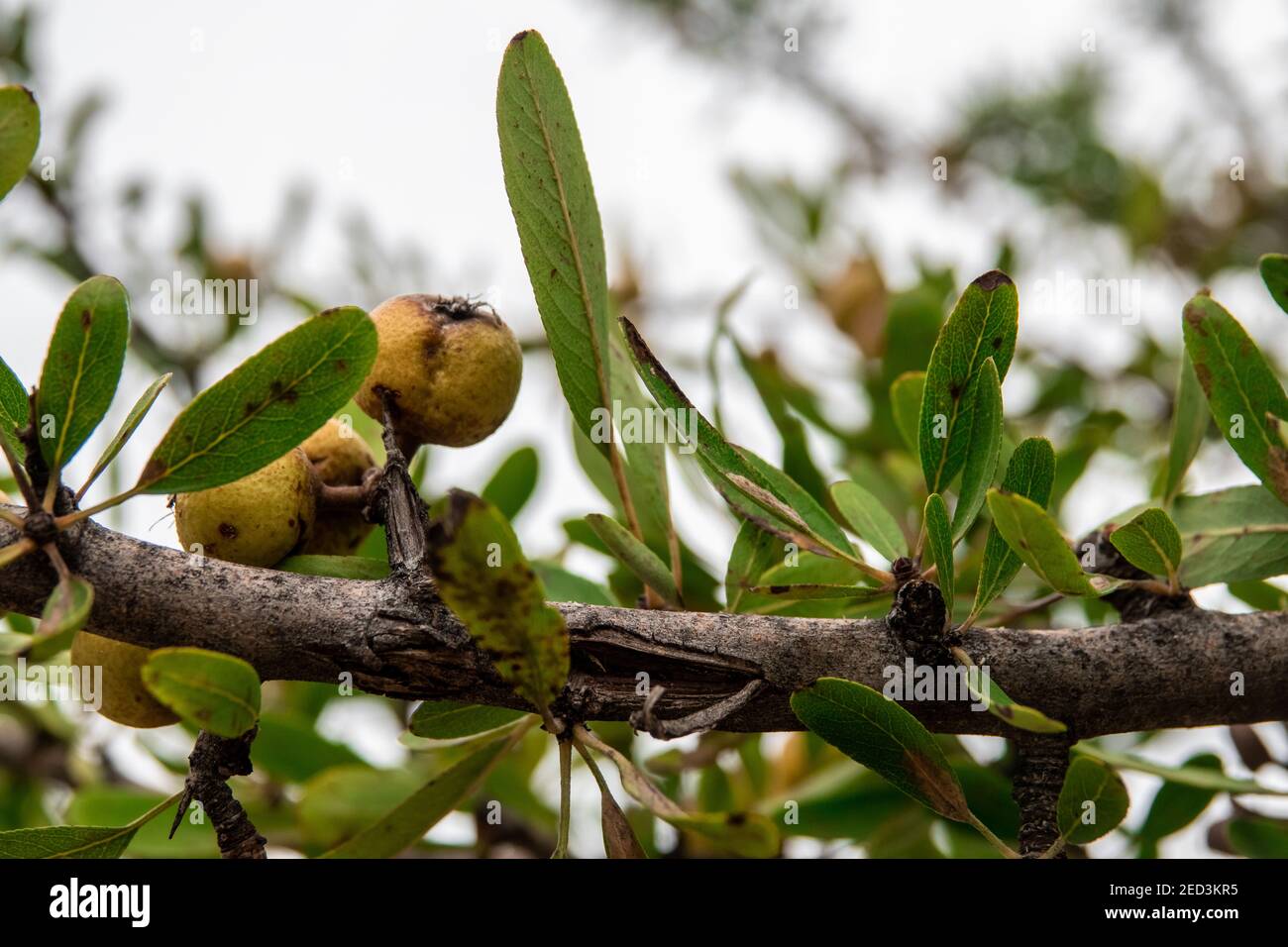 almond-leaved pears fruit growing on a tree in an orchard garden Stock ...