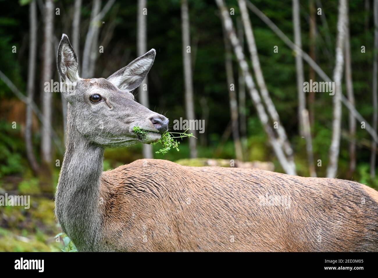 Deer eating grass hi-res stock photography and images - Alamy