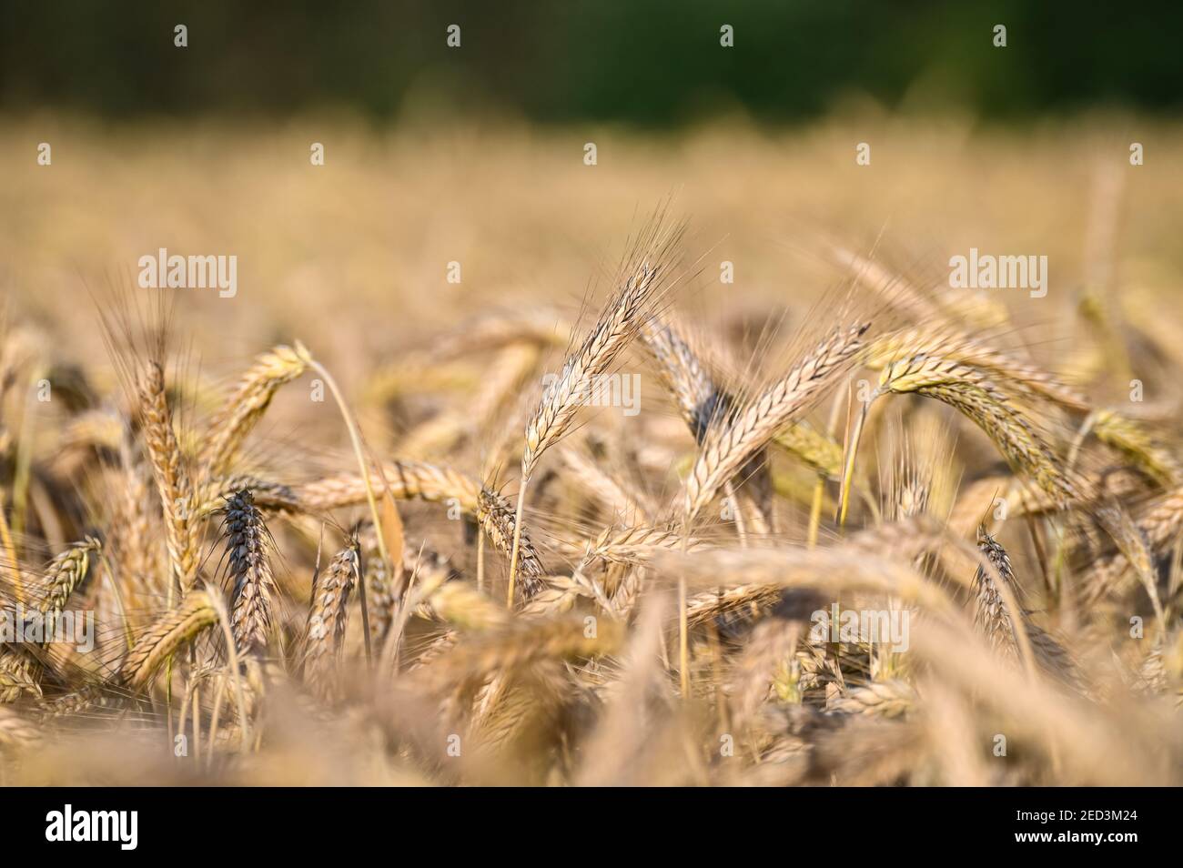 Summer autumn fall wheatfield hi-res stock photography and images - Alamy
