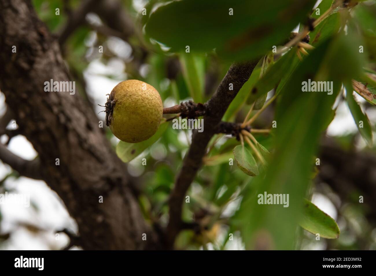 almond-leaved pears fruit growing on a tree in an orchard garden Stock ...
