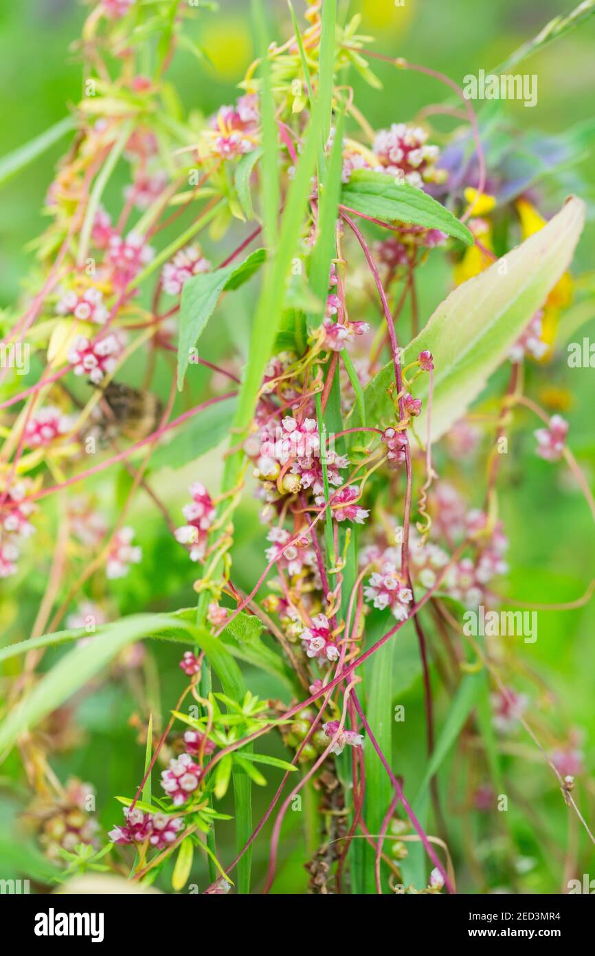 European greater dodder on a wild meadow in Finland (Cuscuta europaea ...