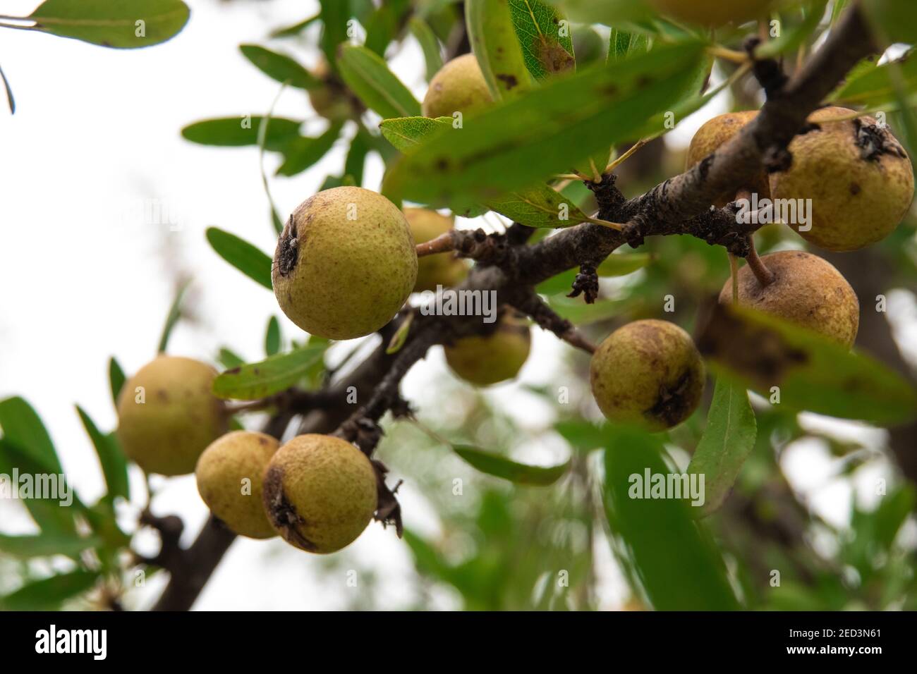 almond-leaved pears fruit growing on a tree in an orchard garden Stock ...