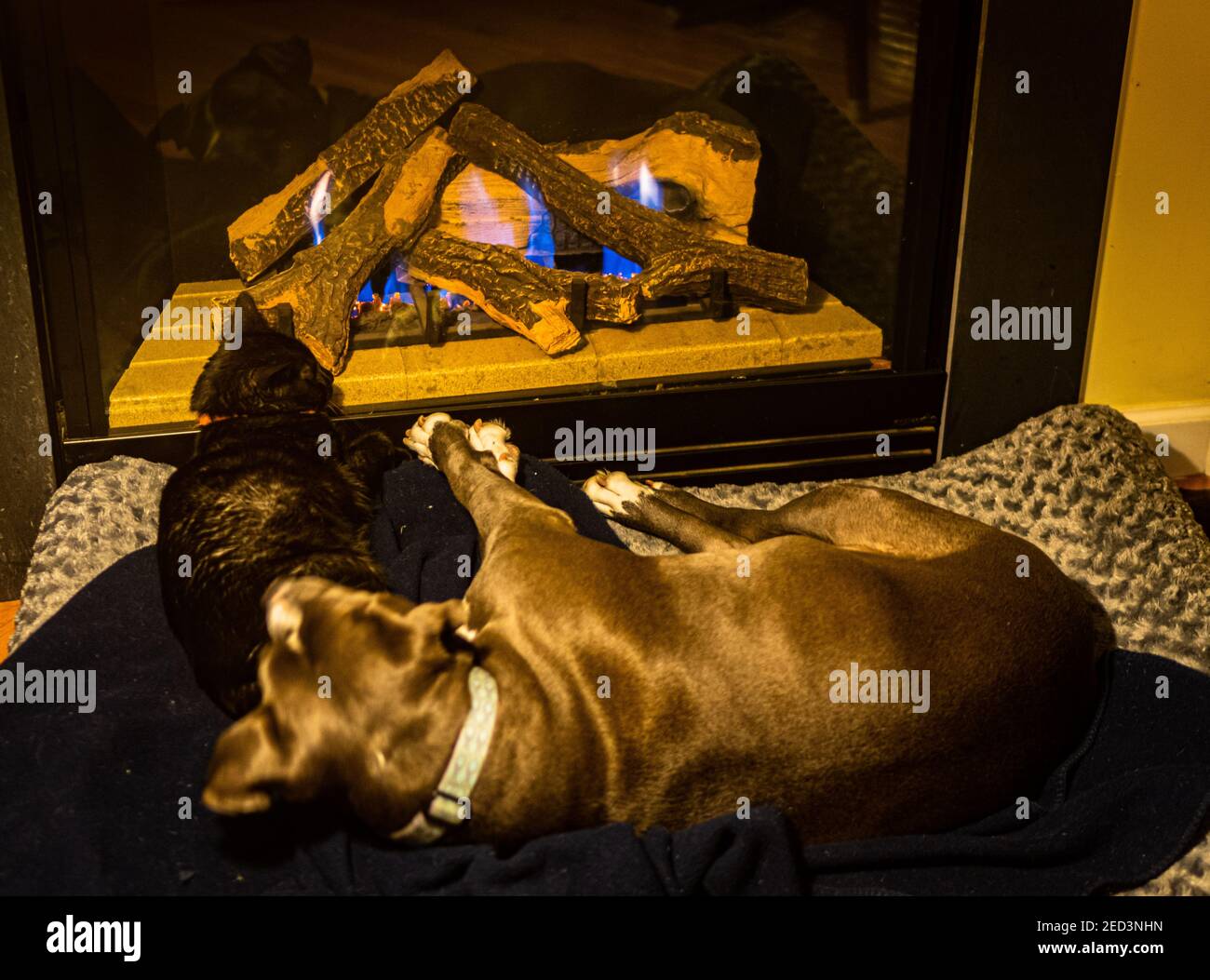 Fireplace dog hi-res stock photography and images - Alamy