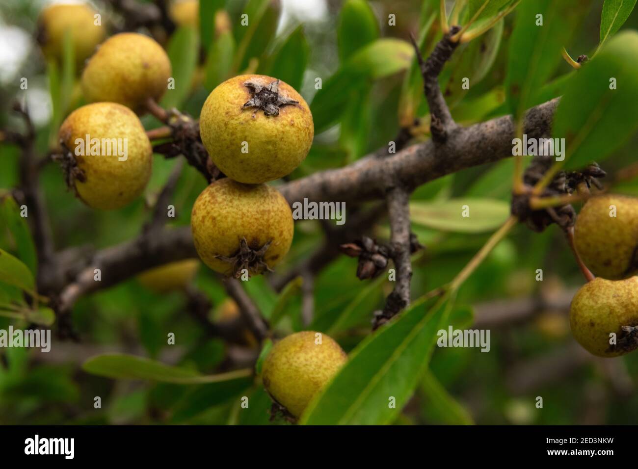 almond-leaved pears fruit growing on a tree in an orchard garden Stock ...