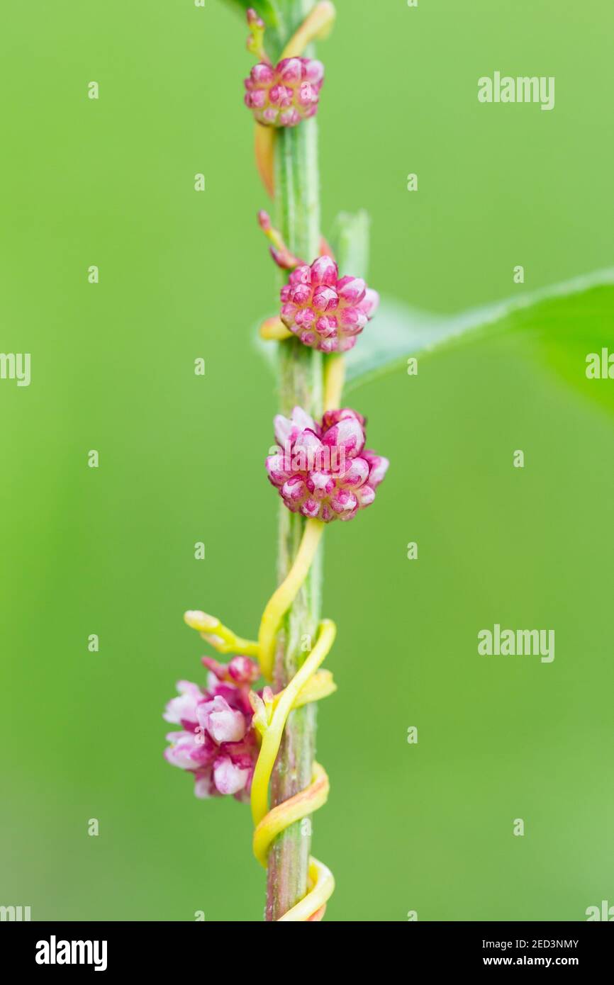 European greater dodder on a wild meadow in Finland (Cuscuta europaea ...