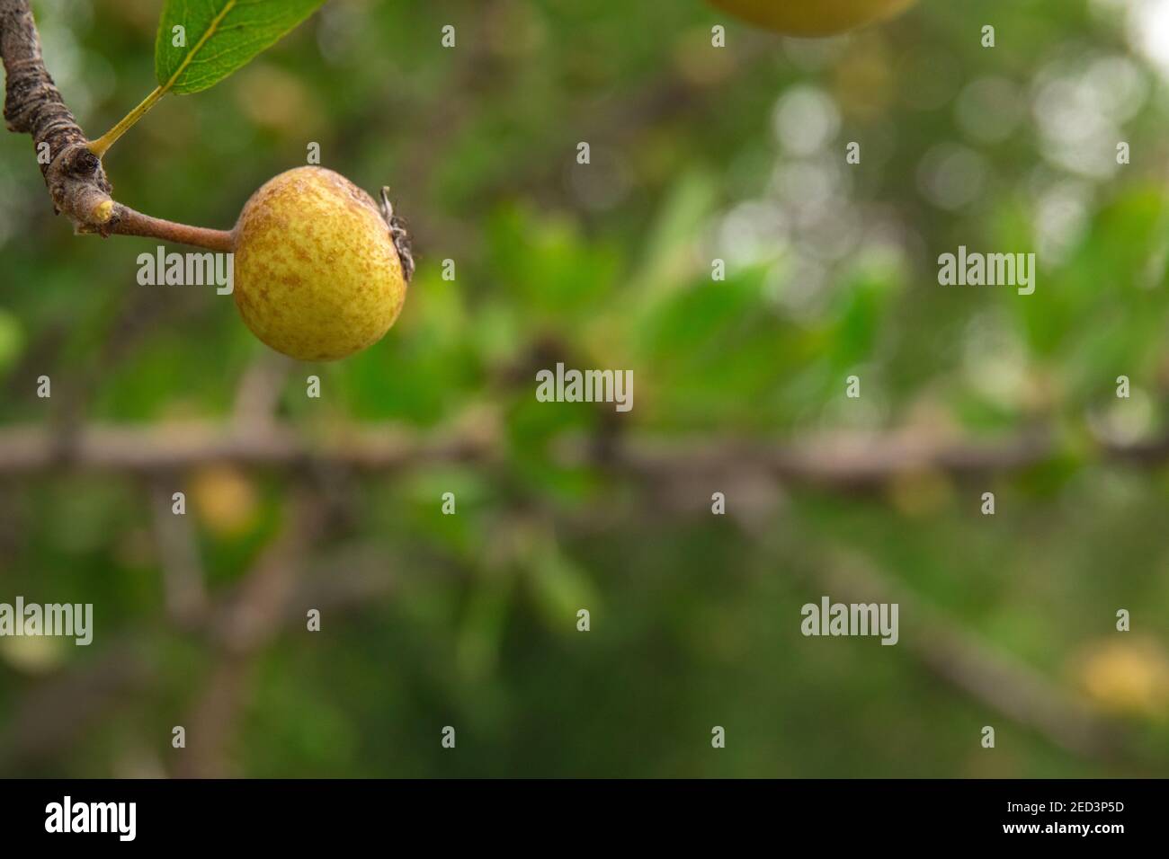 almond-leaved pears fruit growing on a tree in an orchard garden Stock ...