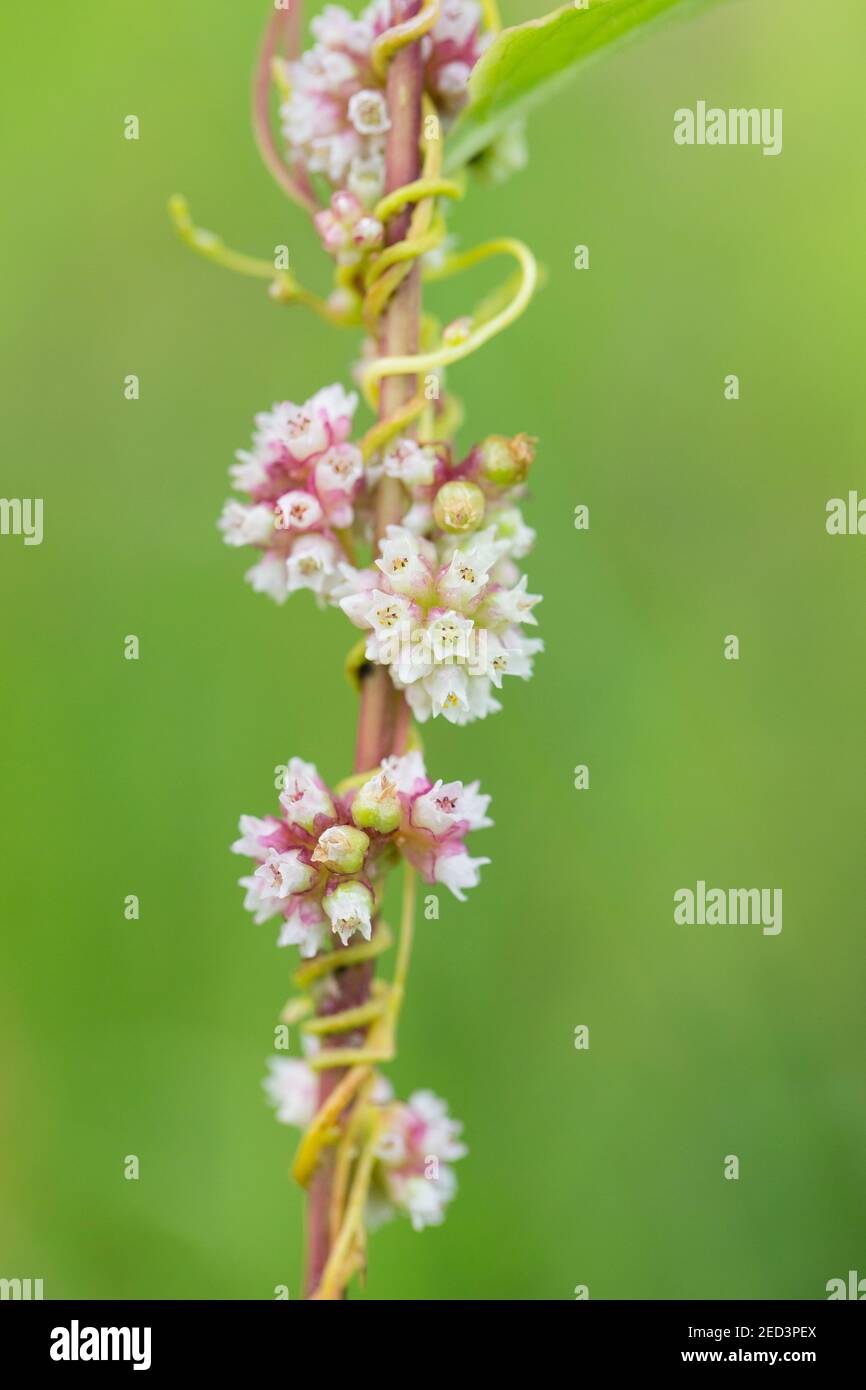 European greater dodder on a wild meadow in Finland (Cuscuta europaea ...