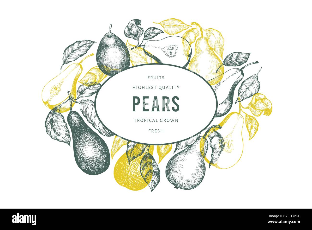 Pear design template. Hand drawn vector garden fruit illustration ...