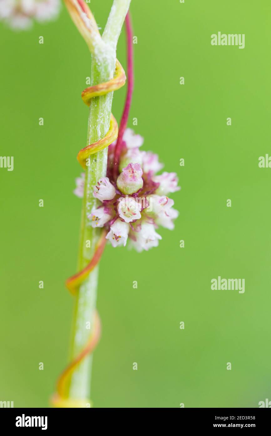 European greater dodder on a wild meadow in Finland (Cuscuta europaea ...