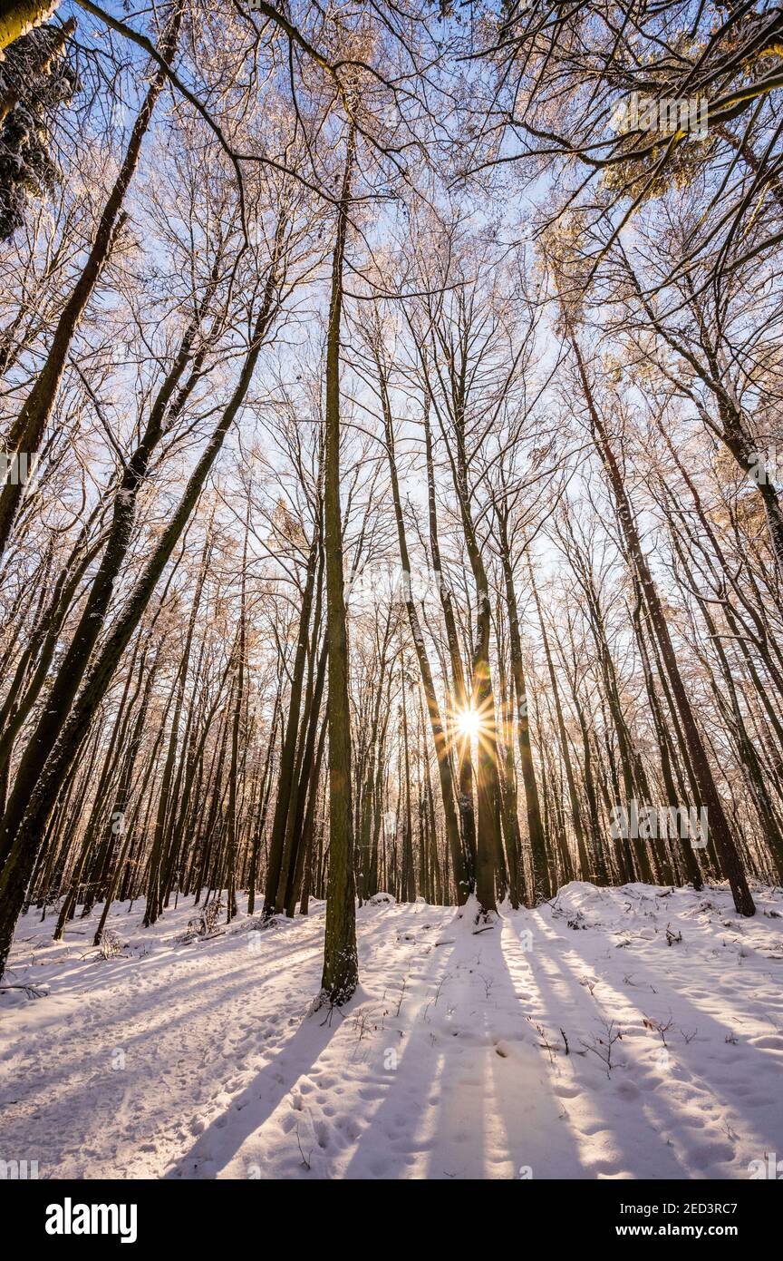 Sun rays coming through the snowy trees in a forest in winter Stock ...
