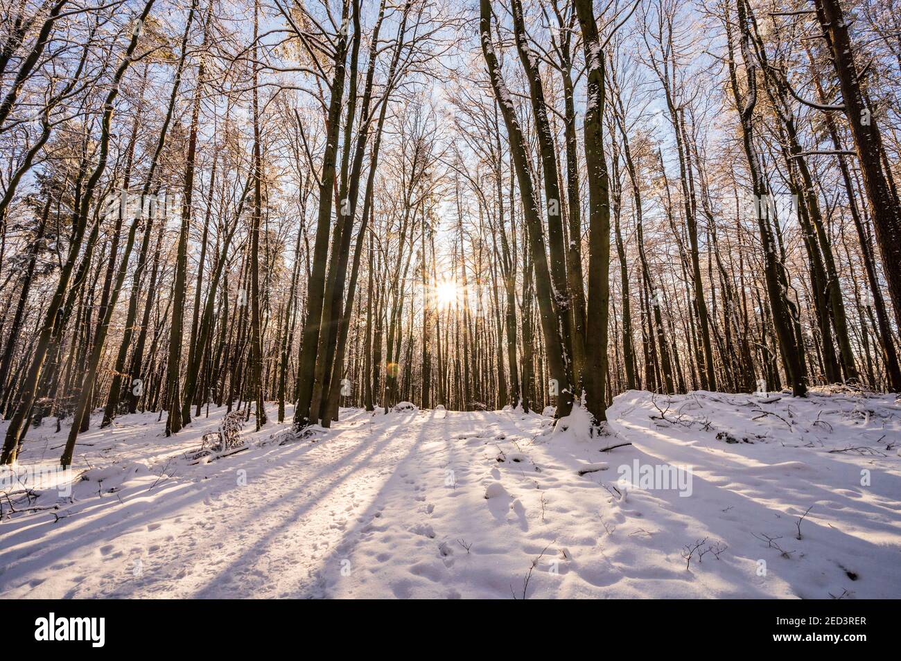 Sun rays coming through the snowy trees in a forest in winter Stock ...