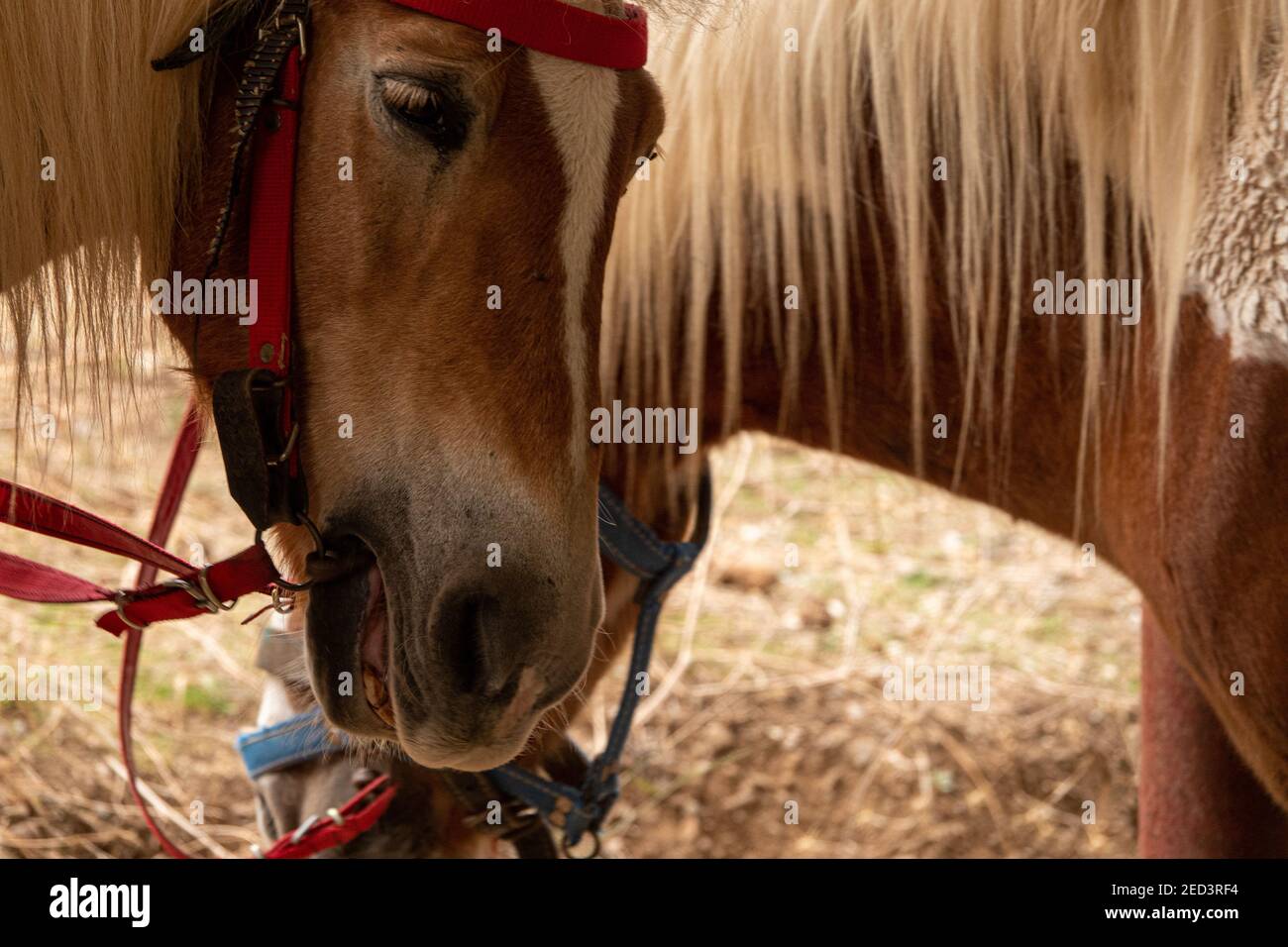 Haflinger stallion hi-res stock photography and images - Alamy