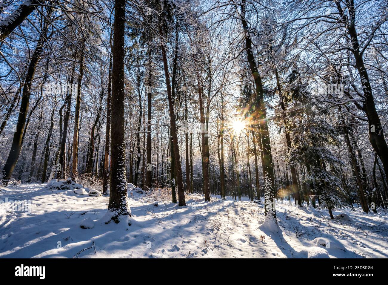 Sun rays coming through the snowy trees in a forest in winter Stock ...