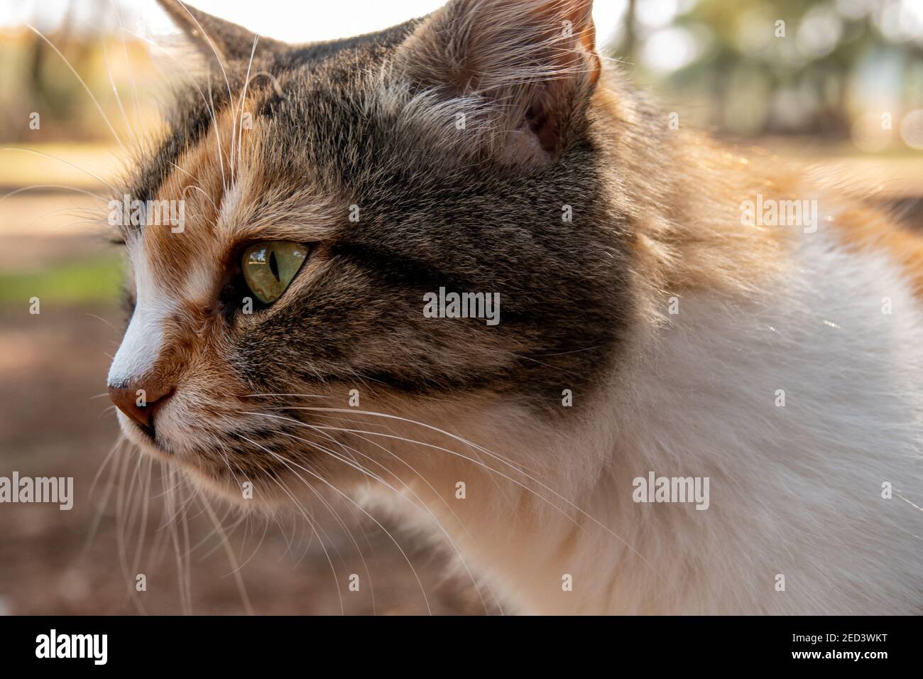 Fluffy cat side profile hi-res stock photography and images - Alamy