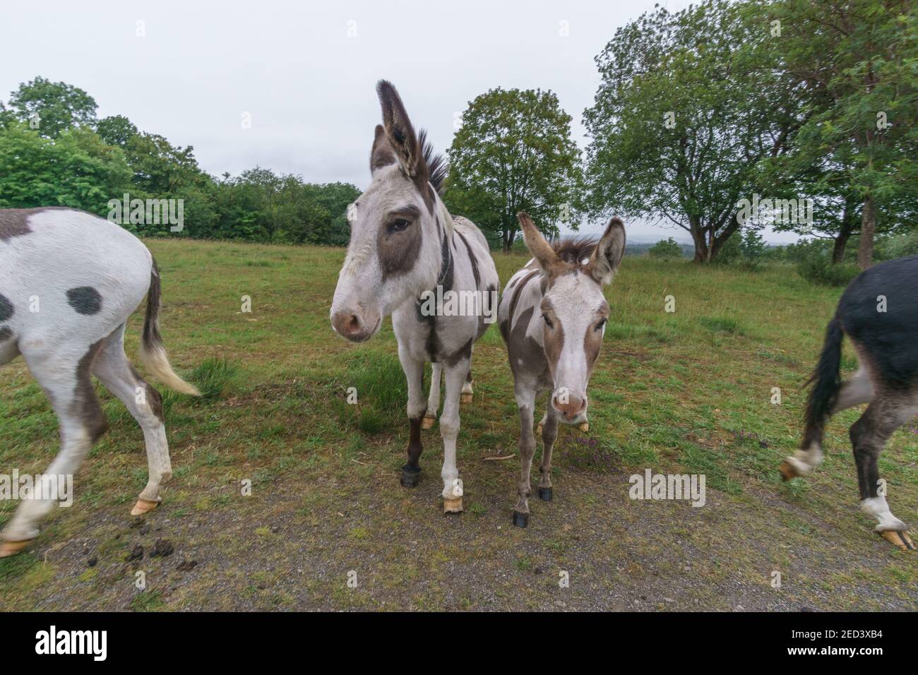 portrait of two donkeys standing on green pasture with trees in ...