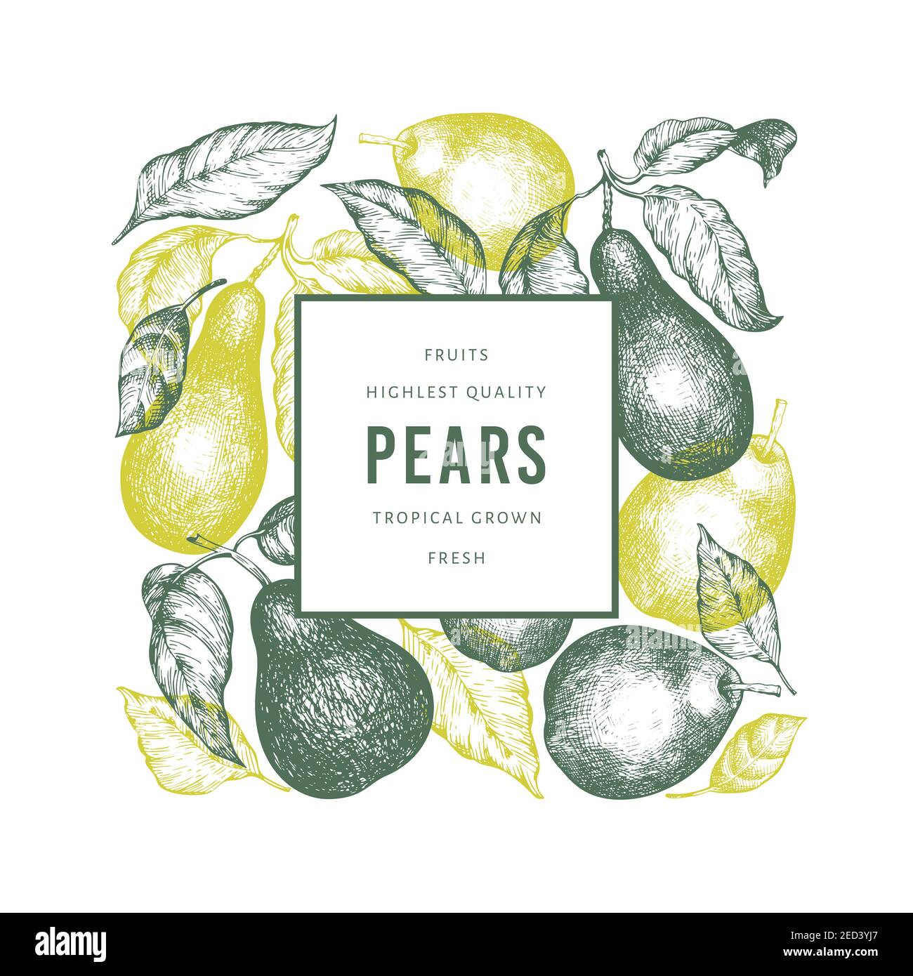 Pear design template. Hand drawn vector garden fruit illustration ...