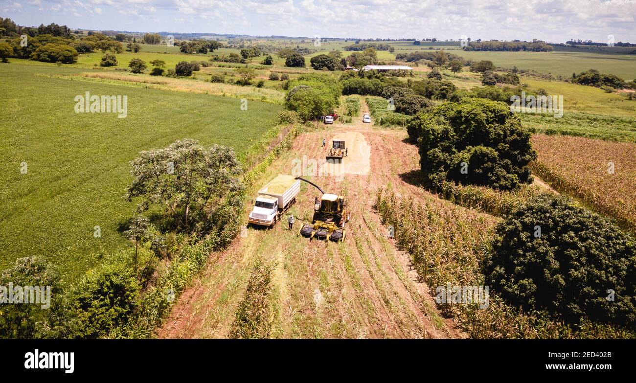 Aerial view of corn harvest and silage production (animal feed) on ...