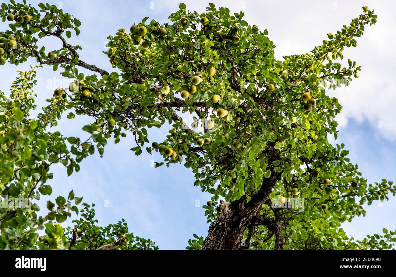 Conference pear tree hi-res stock photography and images - Alamy