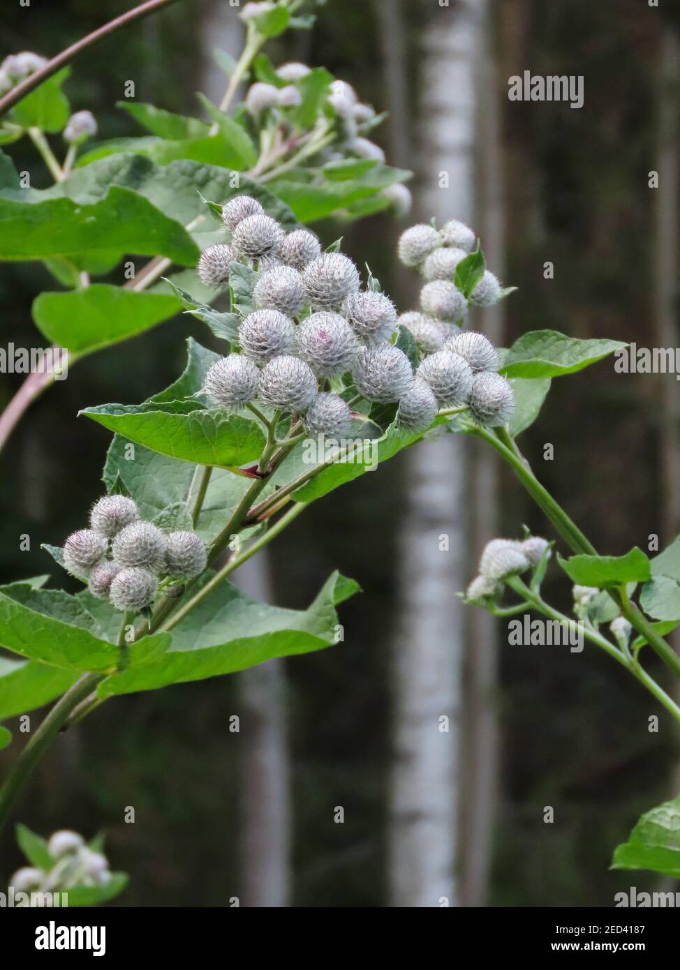 Plants arctium hi-res stock photography and images - Alamy