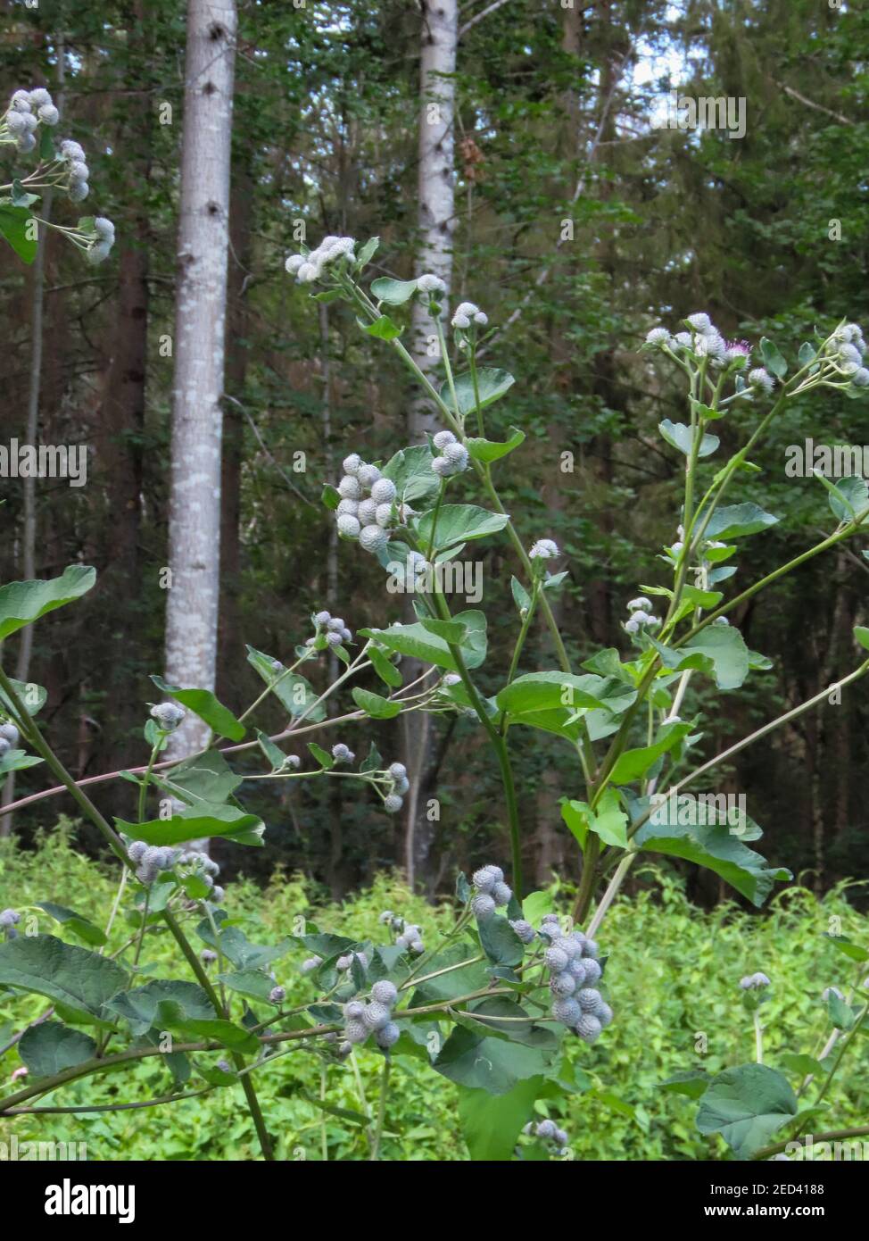 Plants arctium hi-res stock photography and images - Alamy