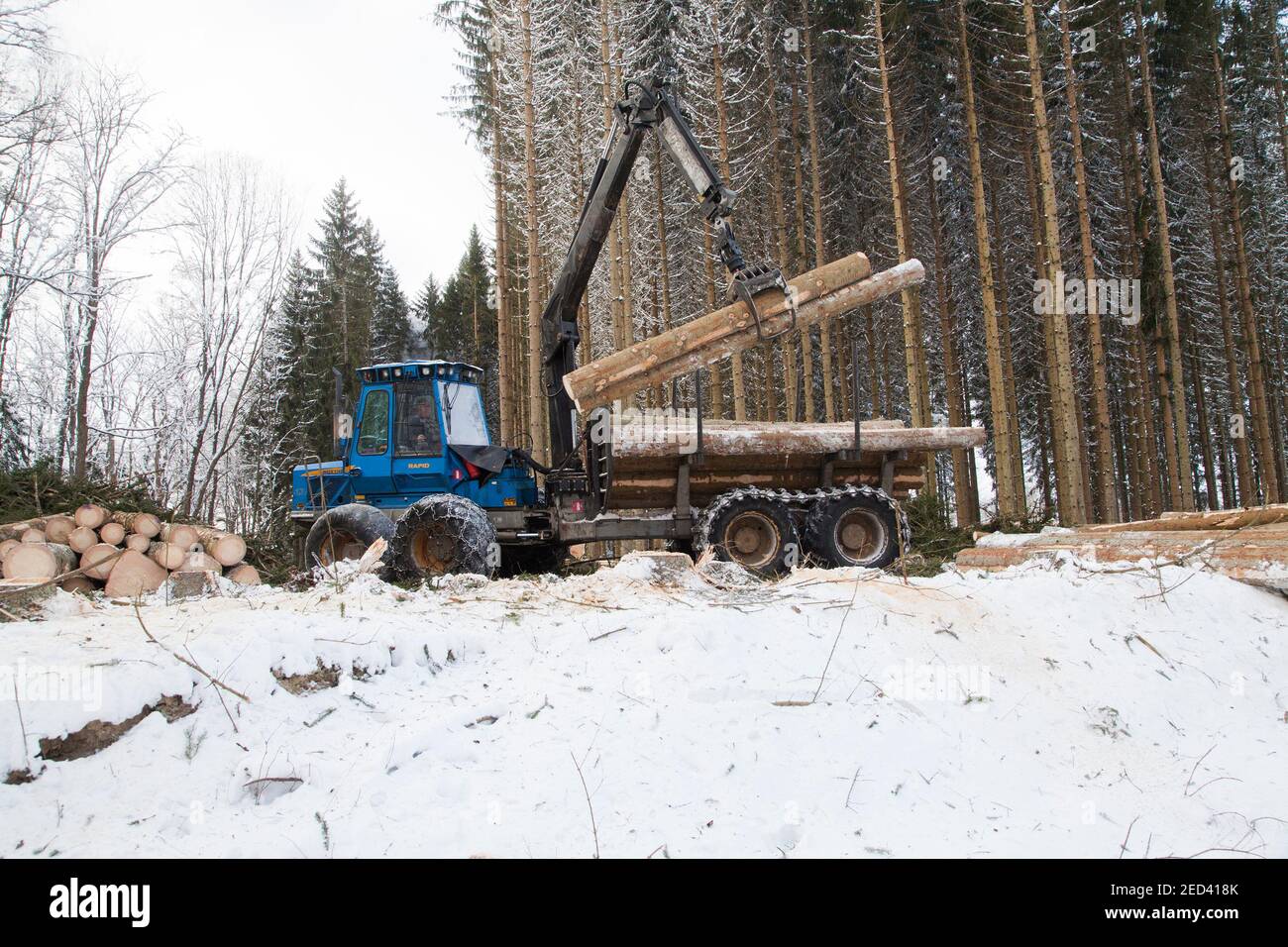 FORWARDER loads and carries tree trunk out from the felling Stock Photo ...