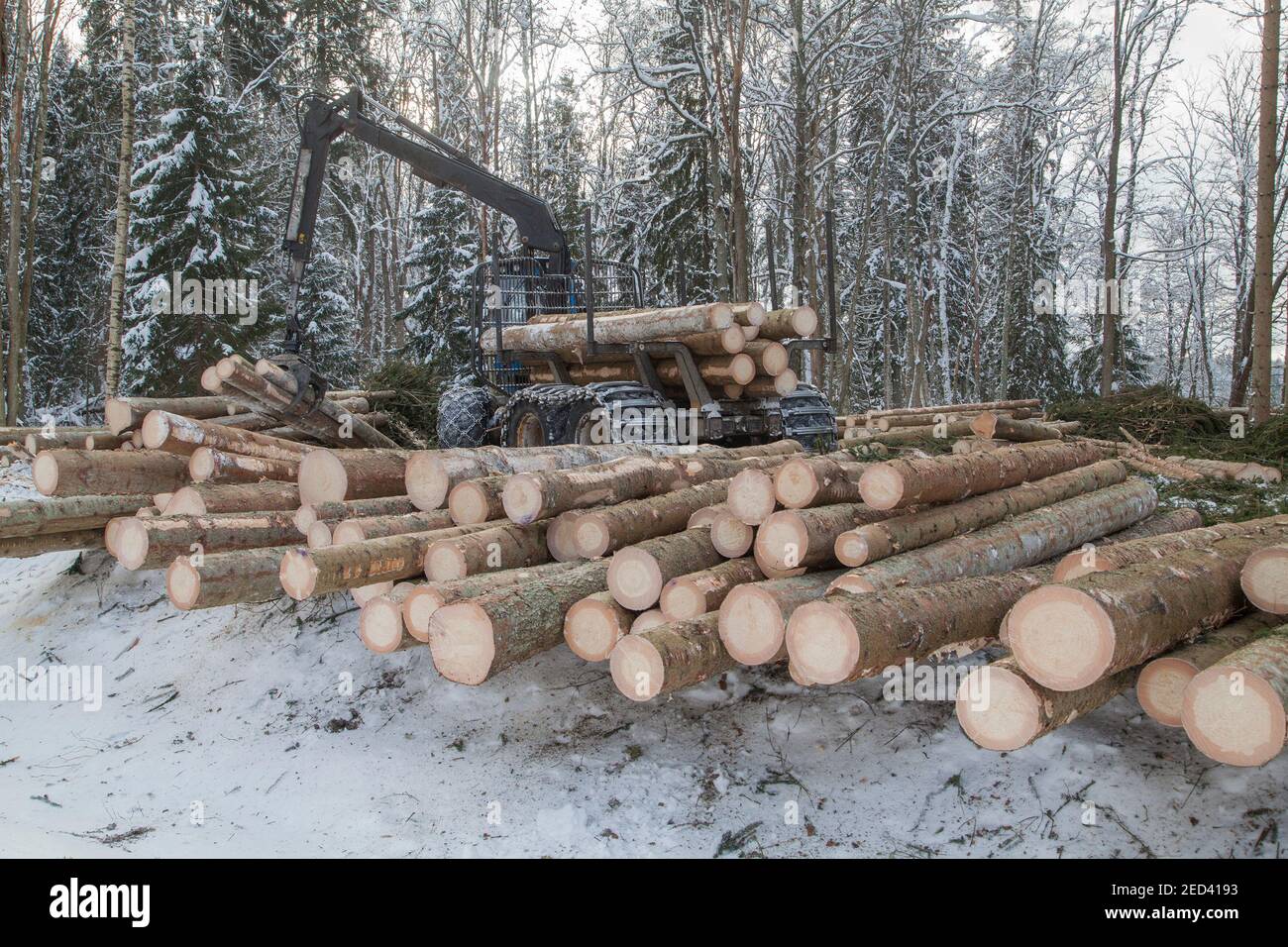 FORWARDER loads and carries tree trunk out from the felling Stock Photo ...