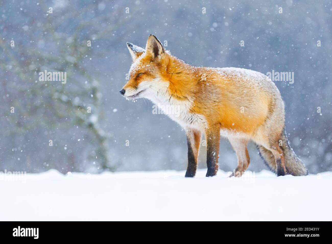 a beautiful red fox in the snow Stock Photo - Alamy