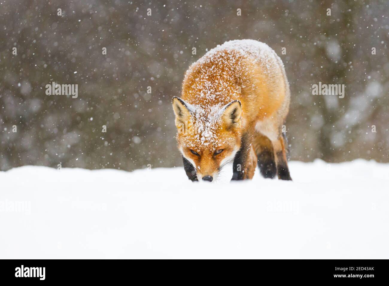 a beautiful red fox in the snow Stock Photo - Alamy