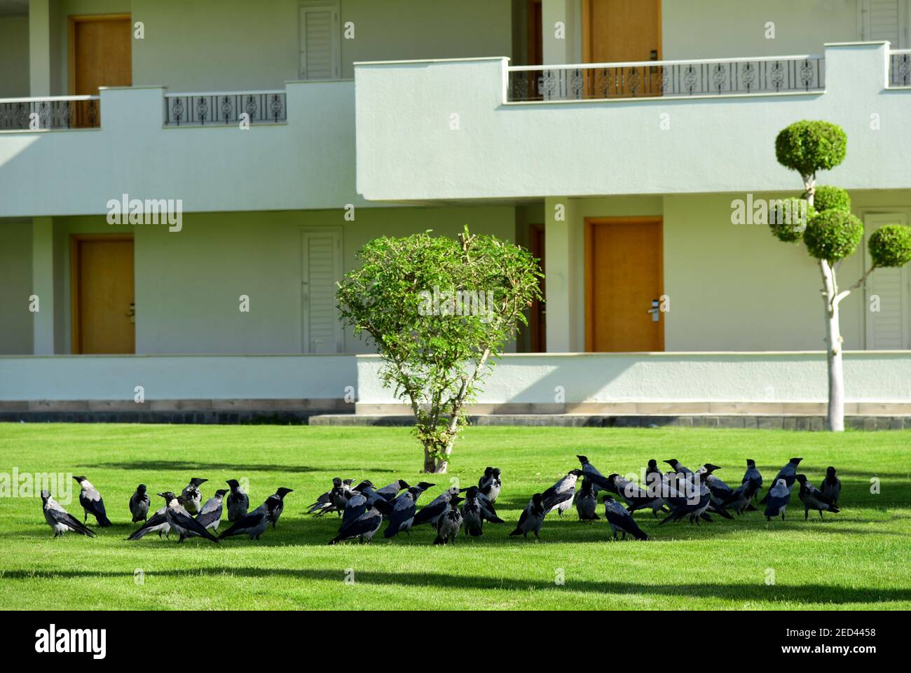 A flock of crows walking on the lawn near the building Stock Photo - Alamy