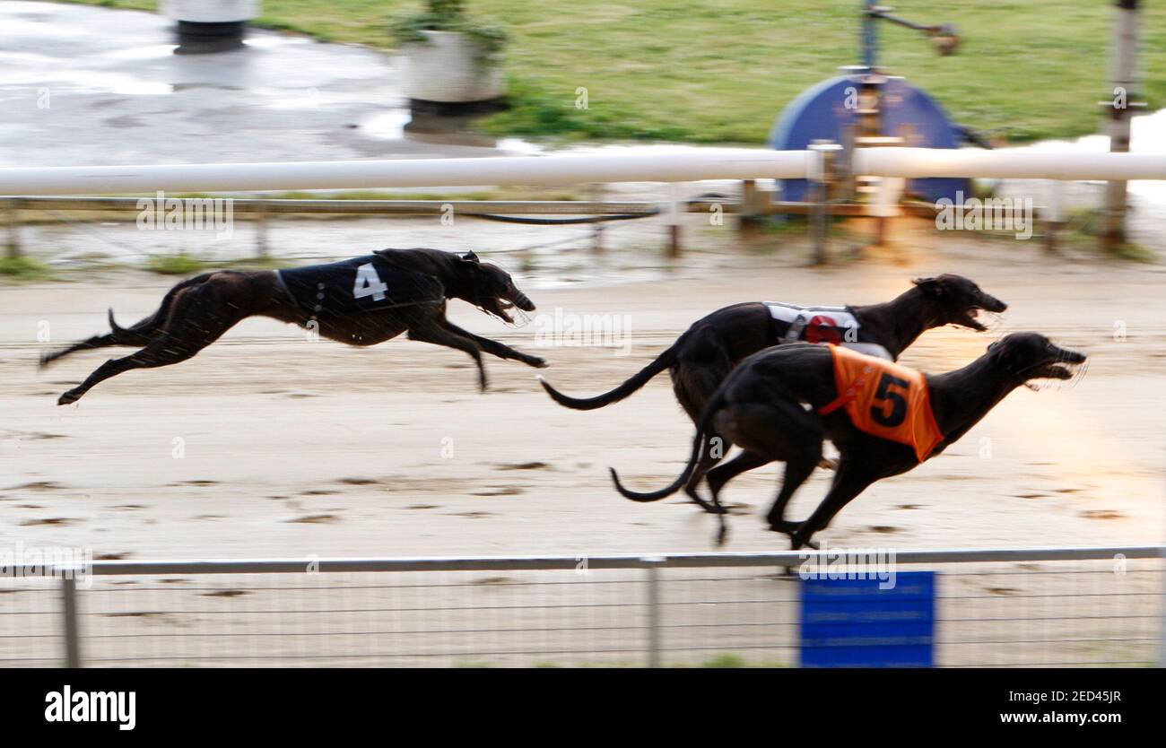 Romford greyhound racing hi-res stock photography and images - Alamy